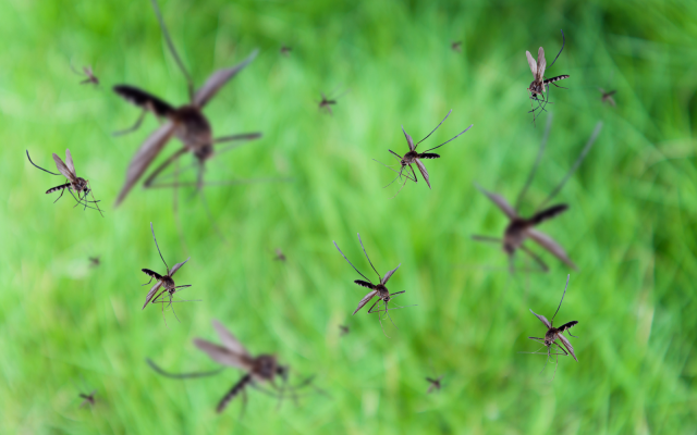 ERG Provides Key Support to Massachusetts Mosquito Control Task Force ...