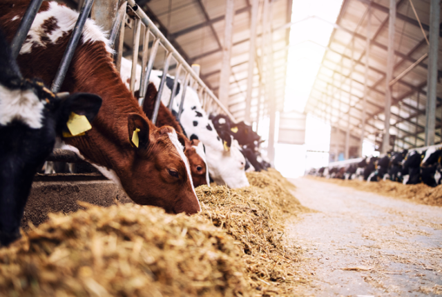 Estimating Emissions from Animal Feeding Operations | ERG (Eastern ...
